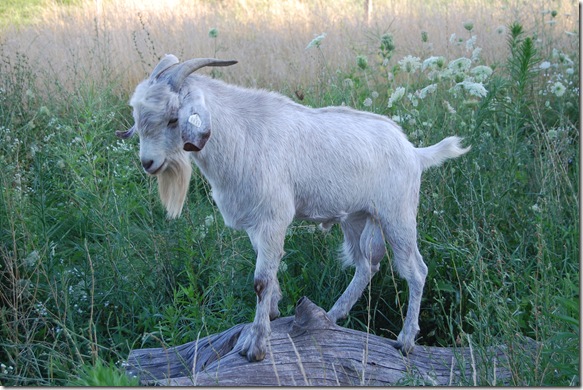 The healthiest dead goat he’d ever seen – Rumen Nation